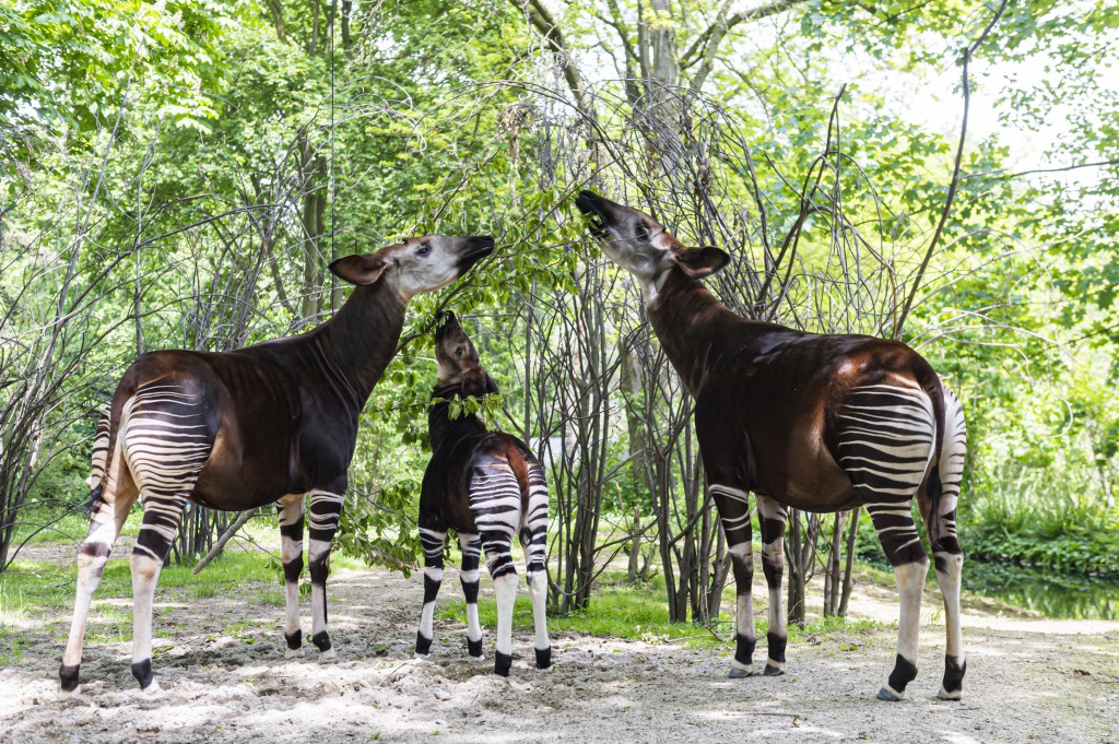 RDC- Ituri : halte au braconnage des Okapis - Magazine RD CONGO MONDE